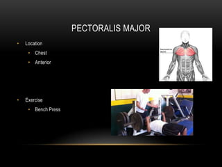 Muscle Groups and Exercises - STUDENT | PPTX