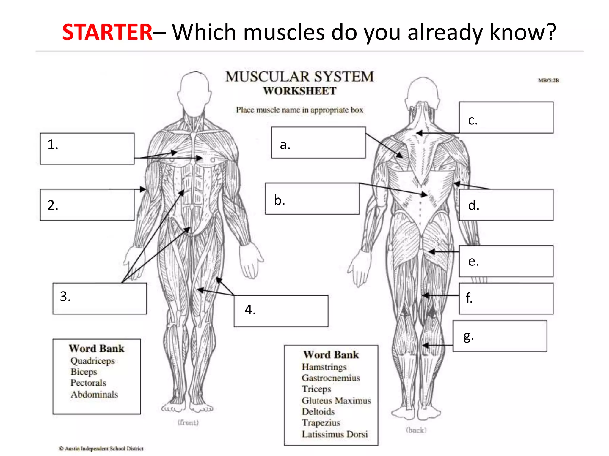 Muscle Group Worksheets | PDF