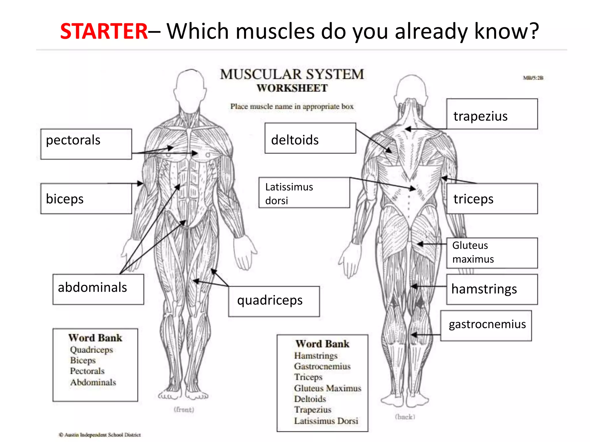 Muscle Group Worksheets | PDF