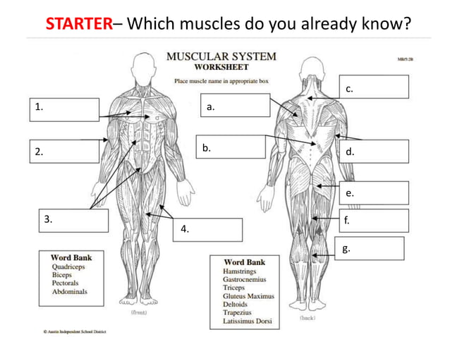 Muscle Group Worksheets