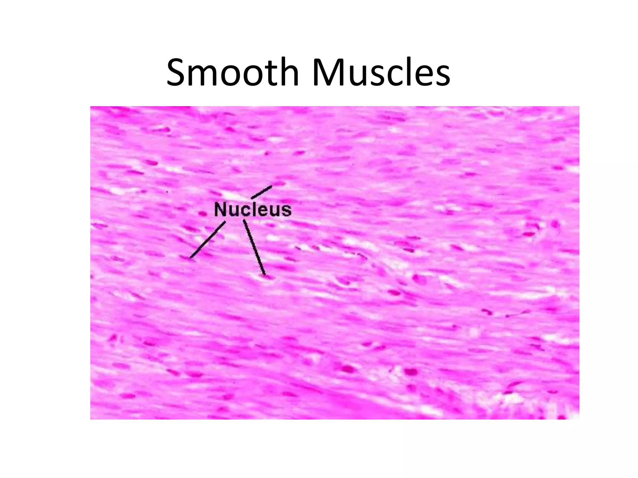 muscle Histo.ppt