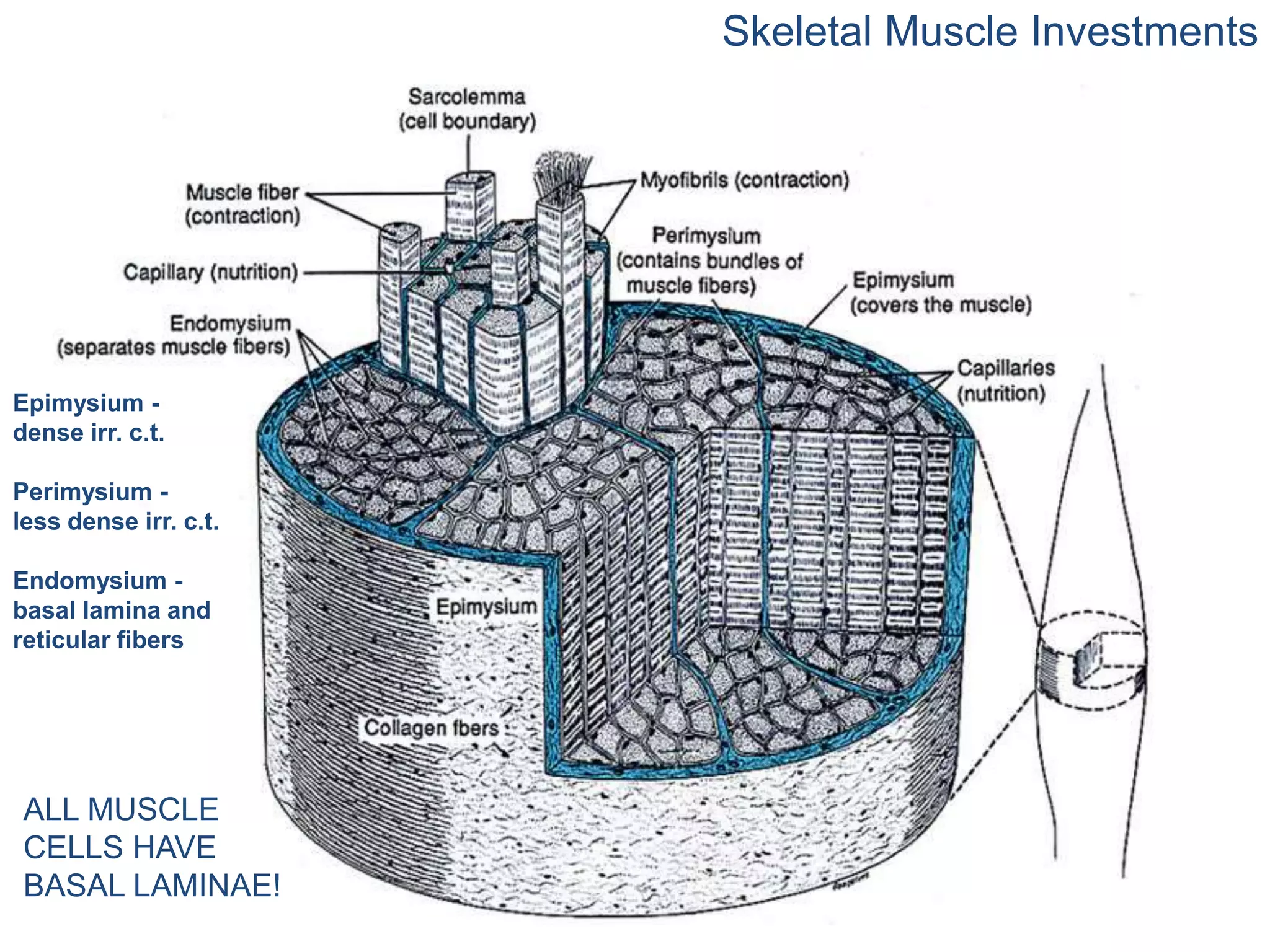 muscle Histo.ppt