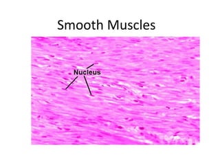 muscle Histo.ppt