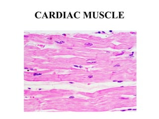 muscle Histo.ppt