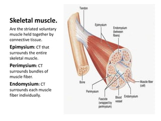 muscle Histo.ppt