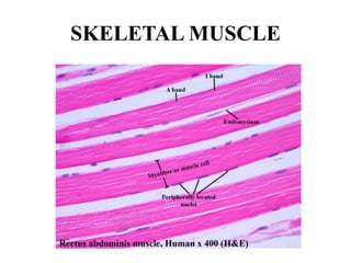 muscle Histo.ppt