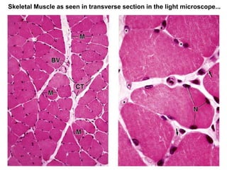 muscle Histo.ppt