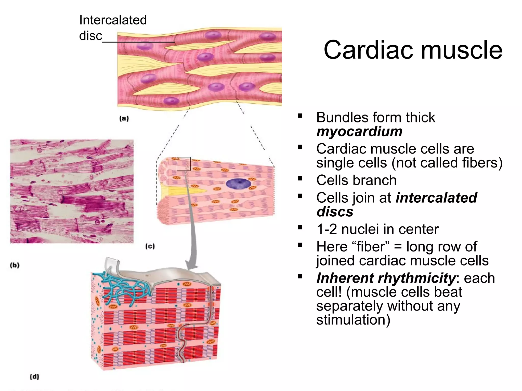 Muscle histology by dr. armaan singh | PPT