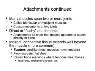 Muscle histology by dr. armaan singh | PPT