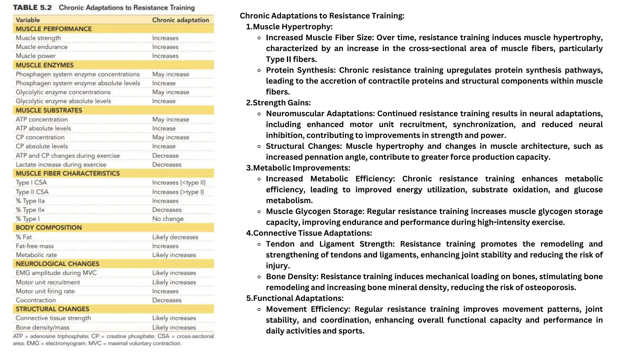 Muscle Hypertrophy.Muscle Hypertrophy.Muscle Hypertrophy.Muscle ...