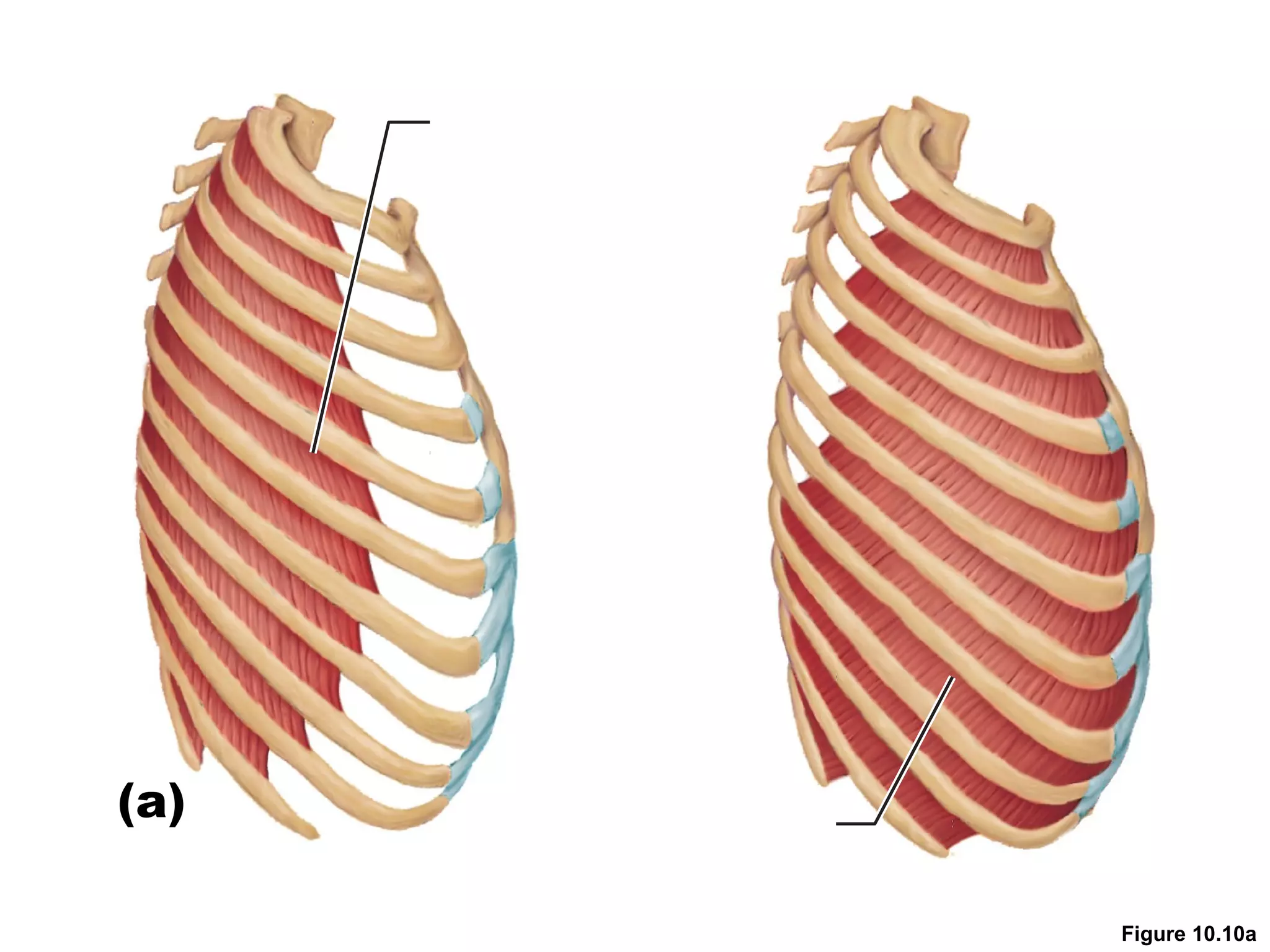 Muscle identification practice | PPT