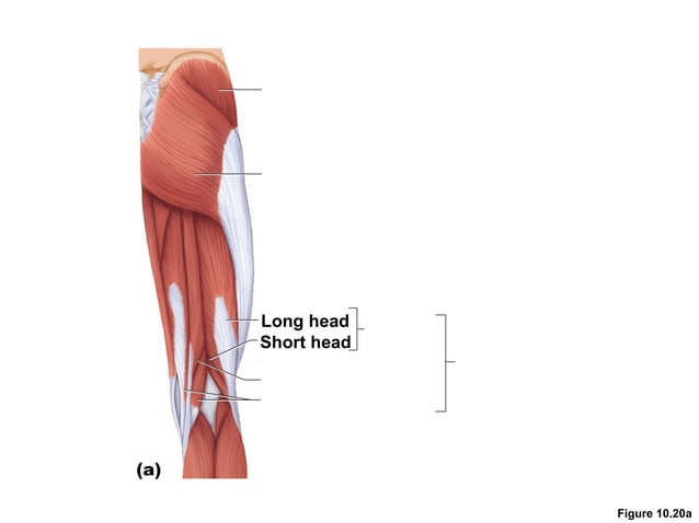 Muscle identification practice | PPT
