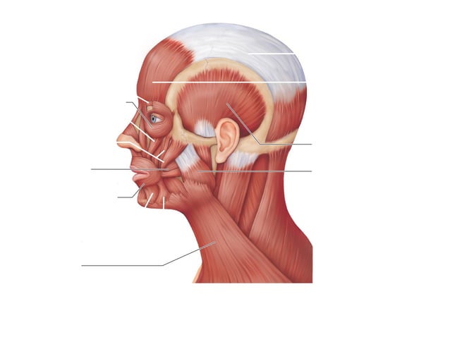 Muscle identification practice | PPT