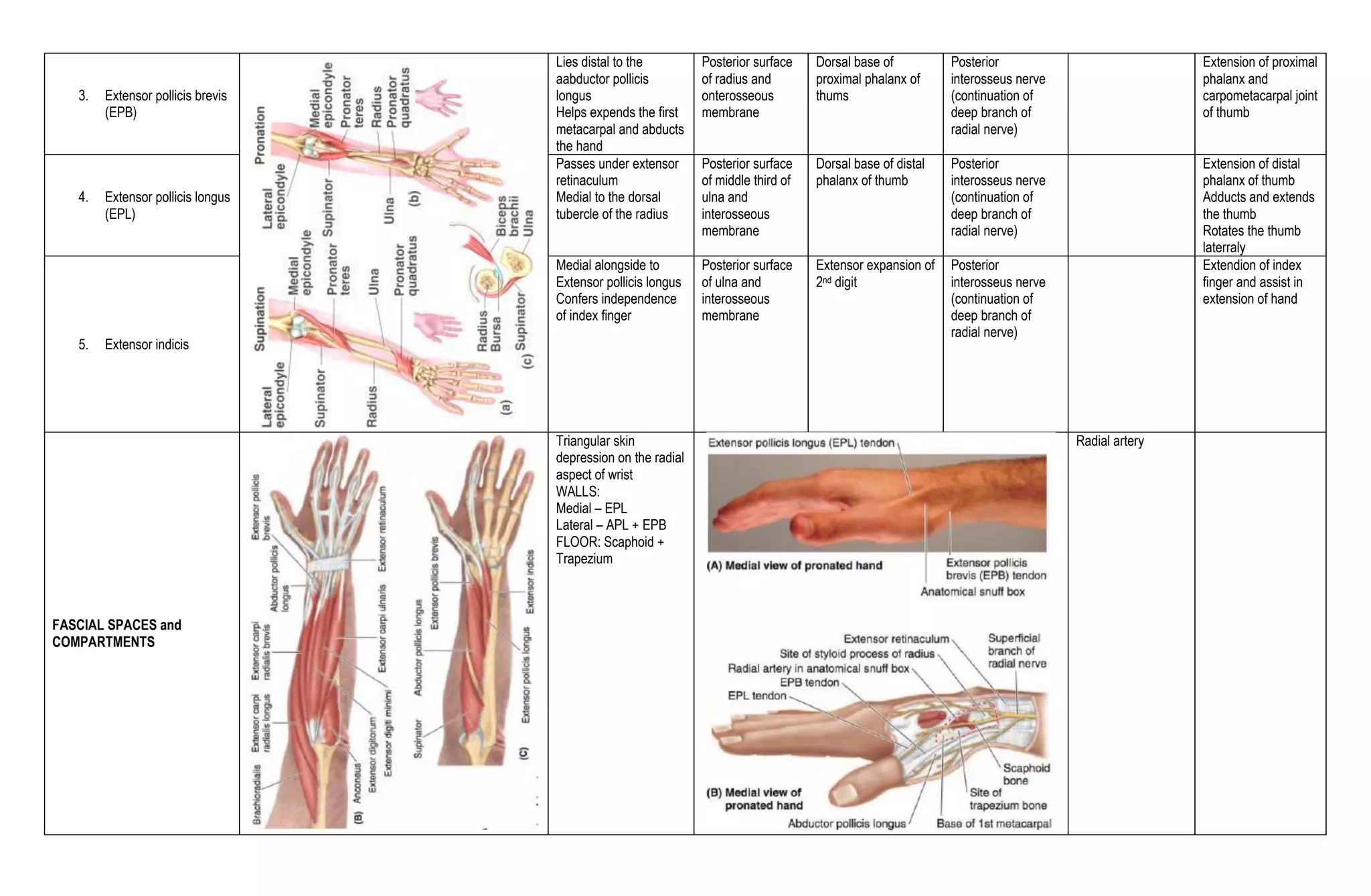 MUSCLE_ILLUSTRATION_DESCRIPTION_ORIGIN_I.pdf | Death, Injury, or ...