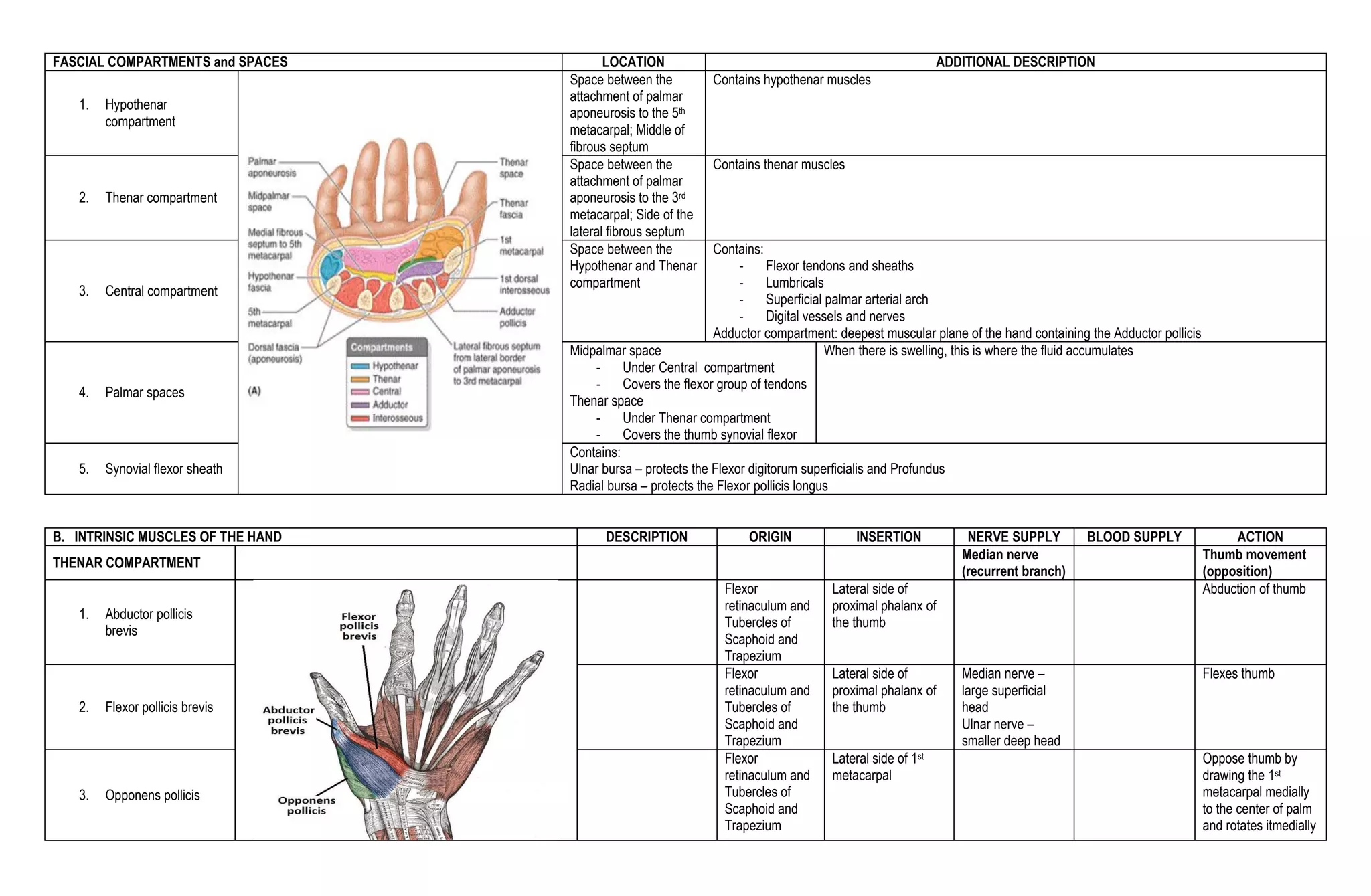 MUSCLE_ILLUSTRATION_DESCRIPTION_ORIGIN_I.pdf