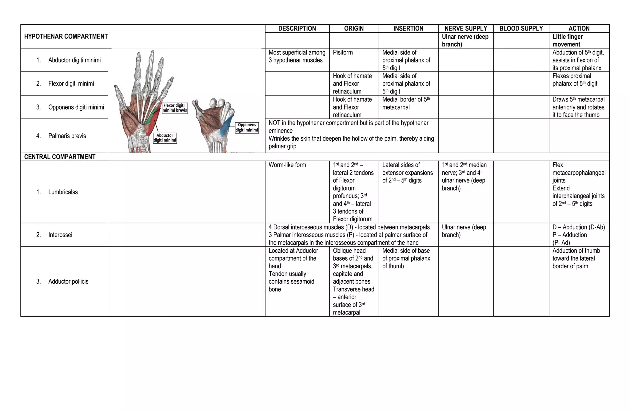 MUSCLE_ILLUSTRATION_DESCRIPTION_ORIGIN_I.pdf