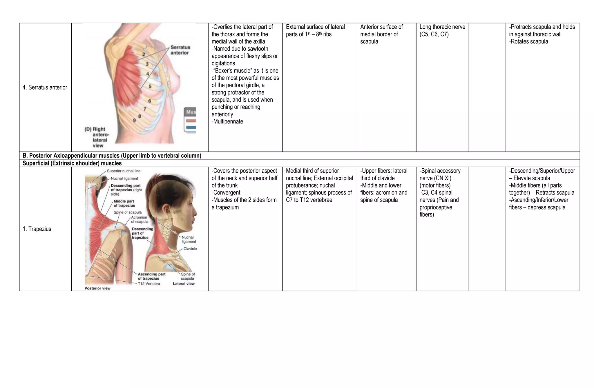 MUSCLE_ILLUSTRATION_DESCRIPTION_ORIGIN_I.pdf