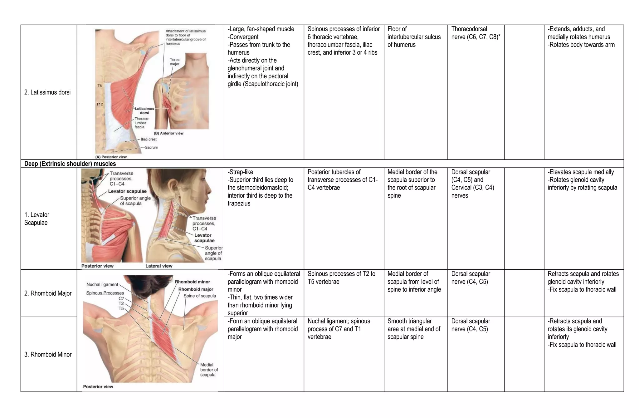 MUSCLE_ILLUSTRATION_DESCRIPTION_ORIGIN_I.pdf