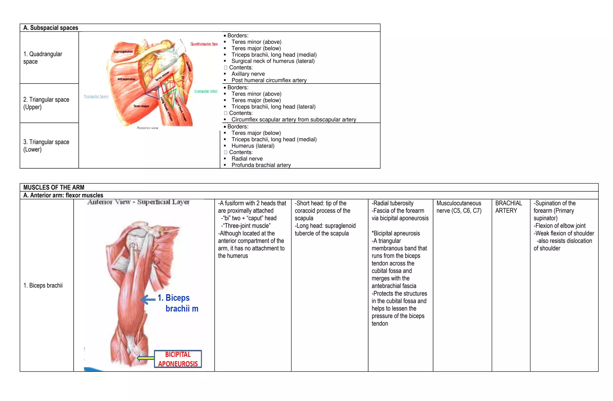 MUSCLE_ILLUSTRATION_DESCRIPTION_ORIGIN_I.pdf