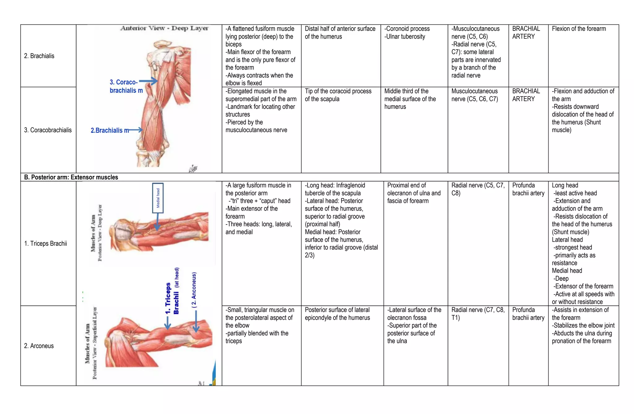 MUSCLE_ILLUSTRATION_DESCRIPTION_ORIGIN_I.pdf