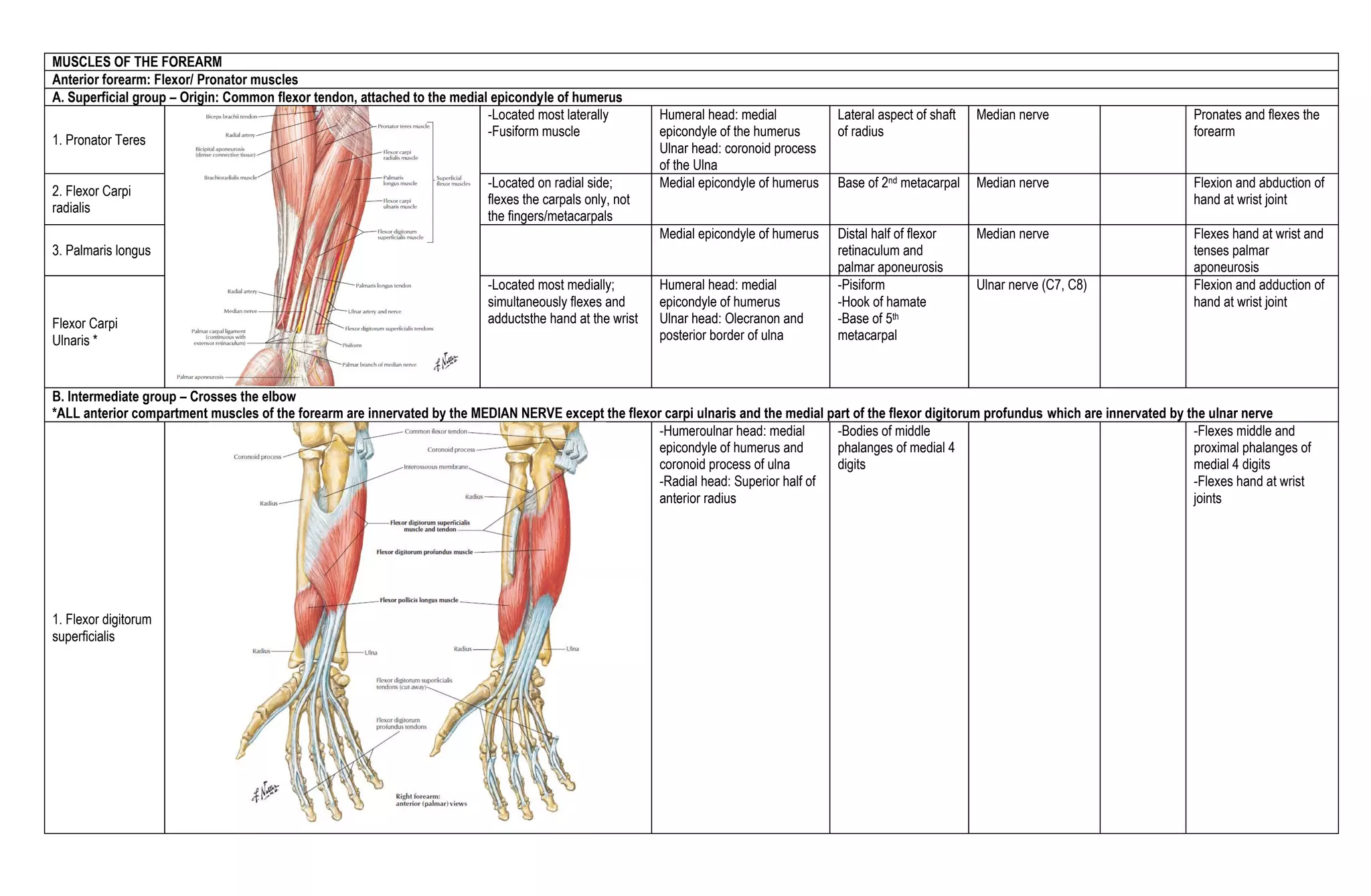 MUSCLE_ILLUSTRATION_DESCRIPTION_ORIGIN_I.pdf