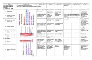 MUSCLE_ILLUSTRATION_DESCRIPTION_ORIGIN_I.pdf