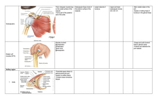 MUSCLE_ILLUSTRATION_DESCRIPTION_ORIGIN_I.pdf