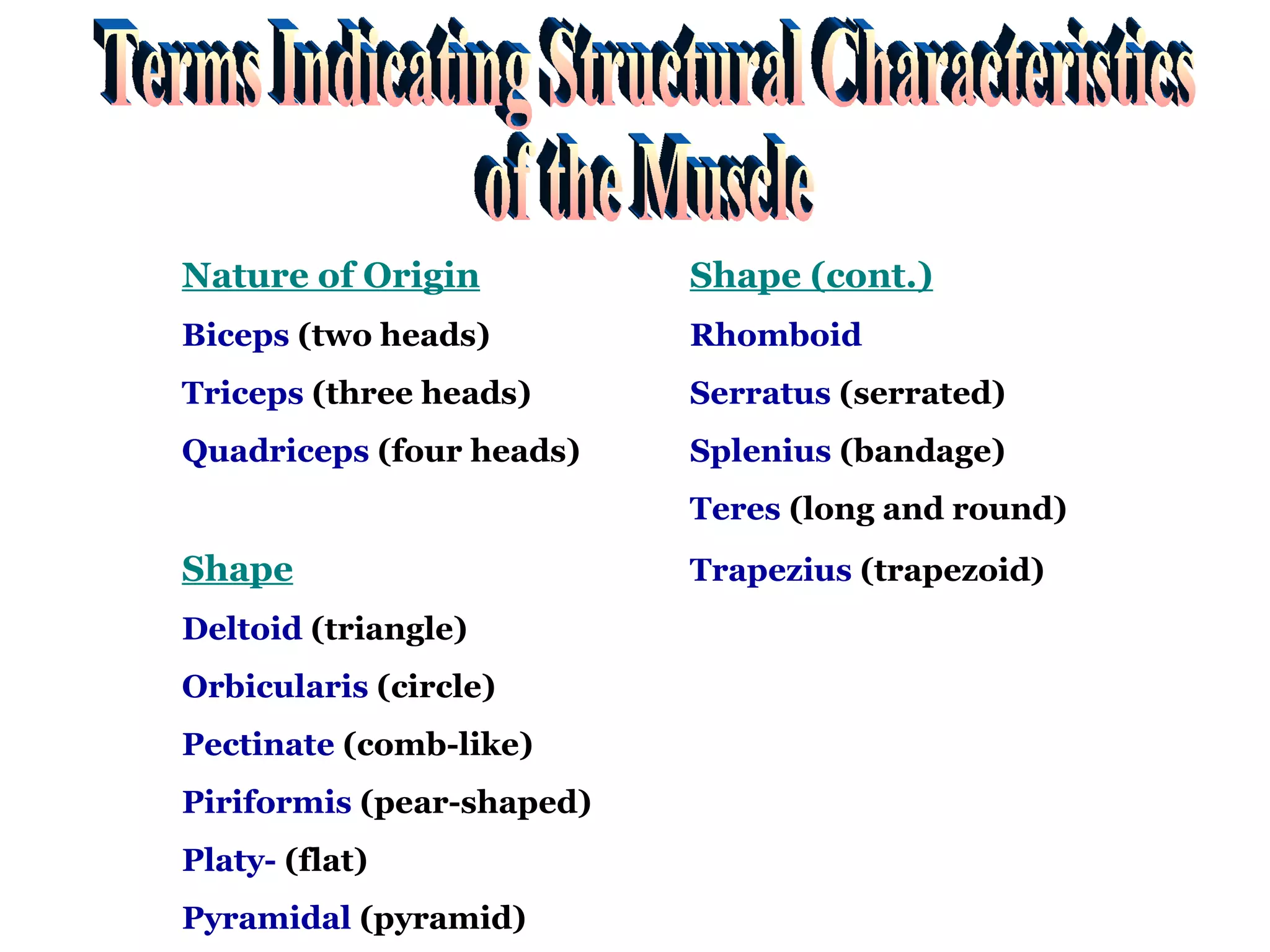 Muscle labeling for students | PPT