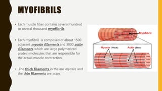muscle lec | PPTX | Physical Therapy | Wellness