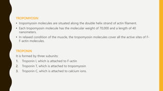 muscle lec | PPTX | Physical Therapy | Wellness