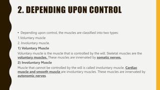 muscle lec | PPTX | Physical Therapy | Wellness