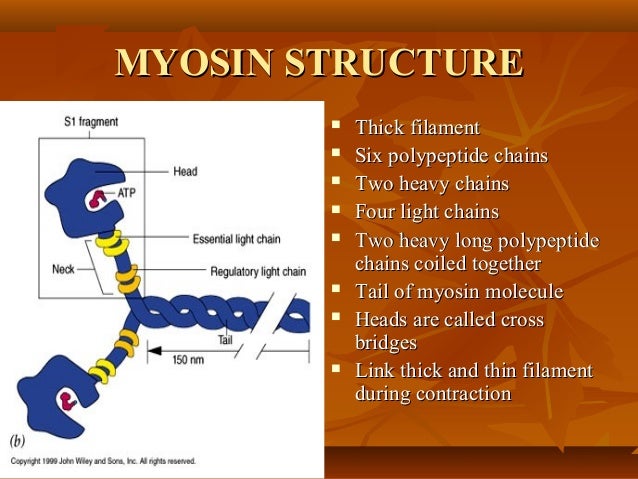 Muscle lecture no 3