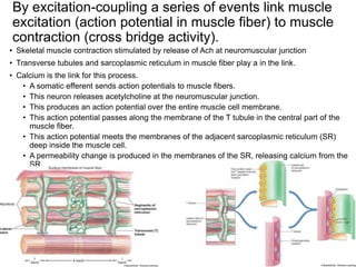 Muscle lectures (1).ppt