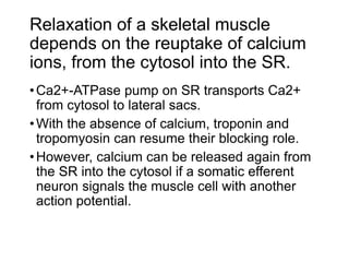 Muscle lectures (1).ppt