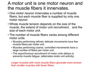Muscle lectures (1).ppt