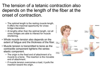 Muscle lectures (1).ppt