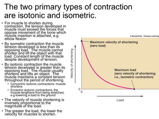 Muscle lectures (1).ppt