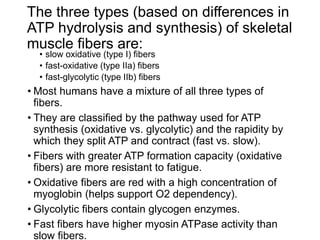 Muscle lectures (1).ppt