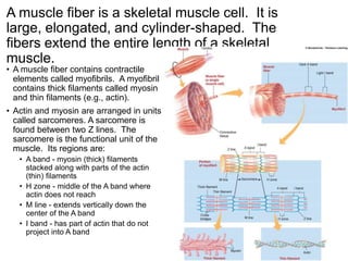 Muscle lectures (1).ppt