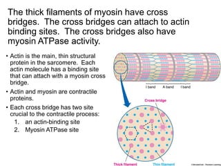 Muscle lectures (1).ppt