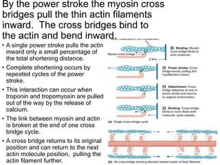 Muscle lectures (1).ppt