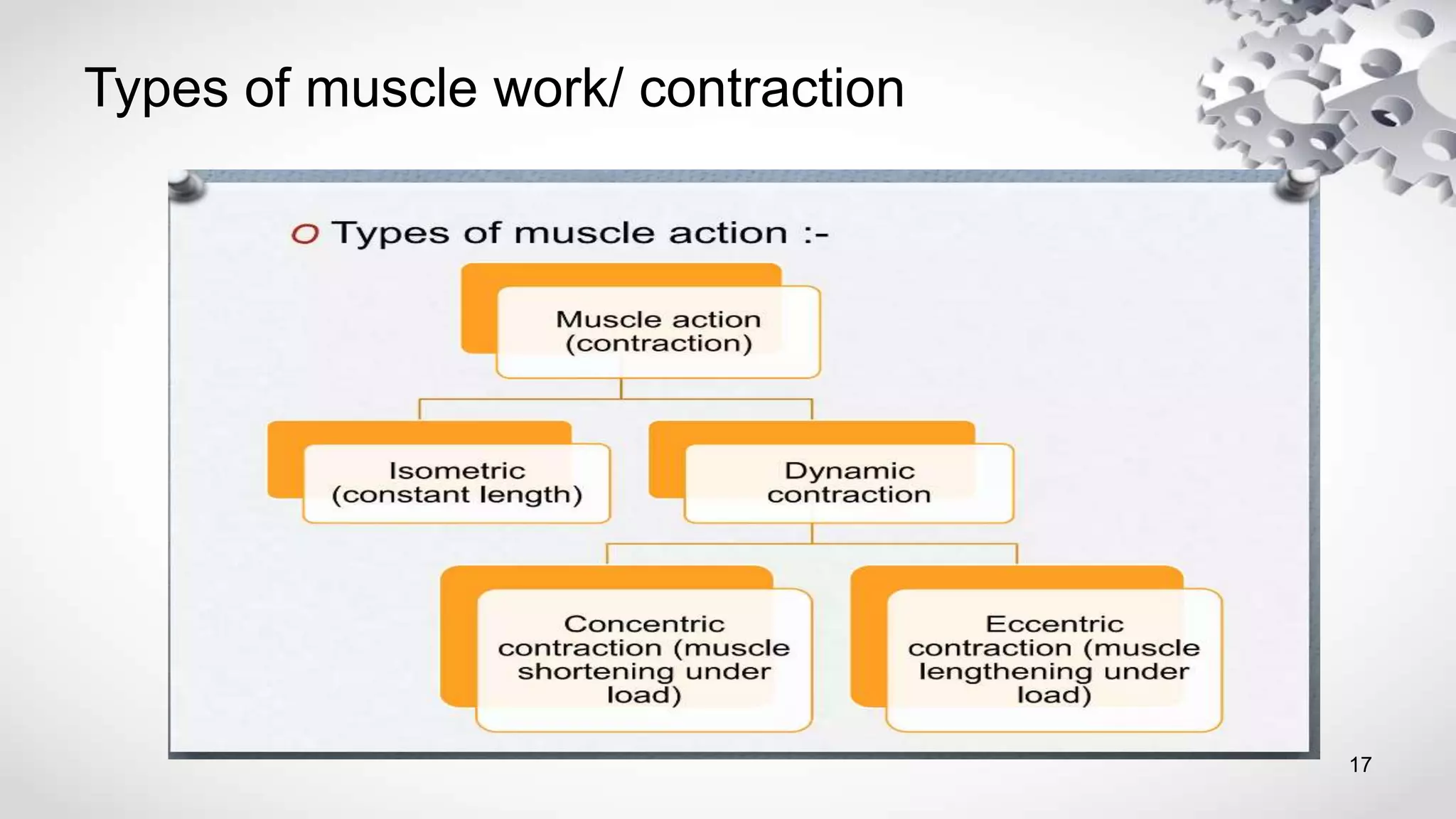 Muscle Mechanics.pptx