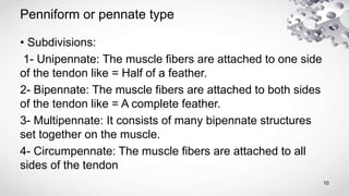Muscle Mechanics.pptx