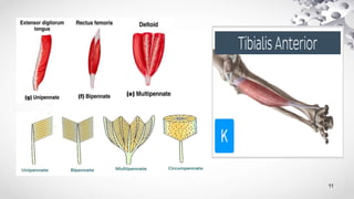 Muscle Mechanics.pptx