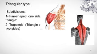 Muscle Mechanics.pptx