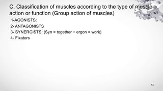 Muscle Mechanics.pptx