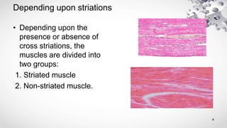 Muscle Mechanics.pptx