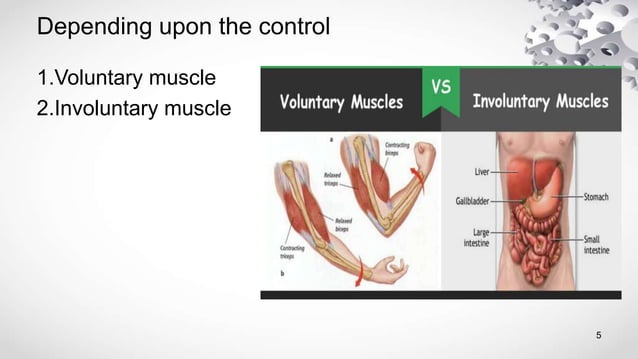 Muscle Mechanics.pptx