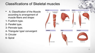 Muscle Mechanics.pptx