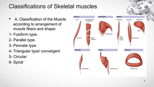 Muscle Mechanics.pptx